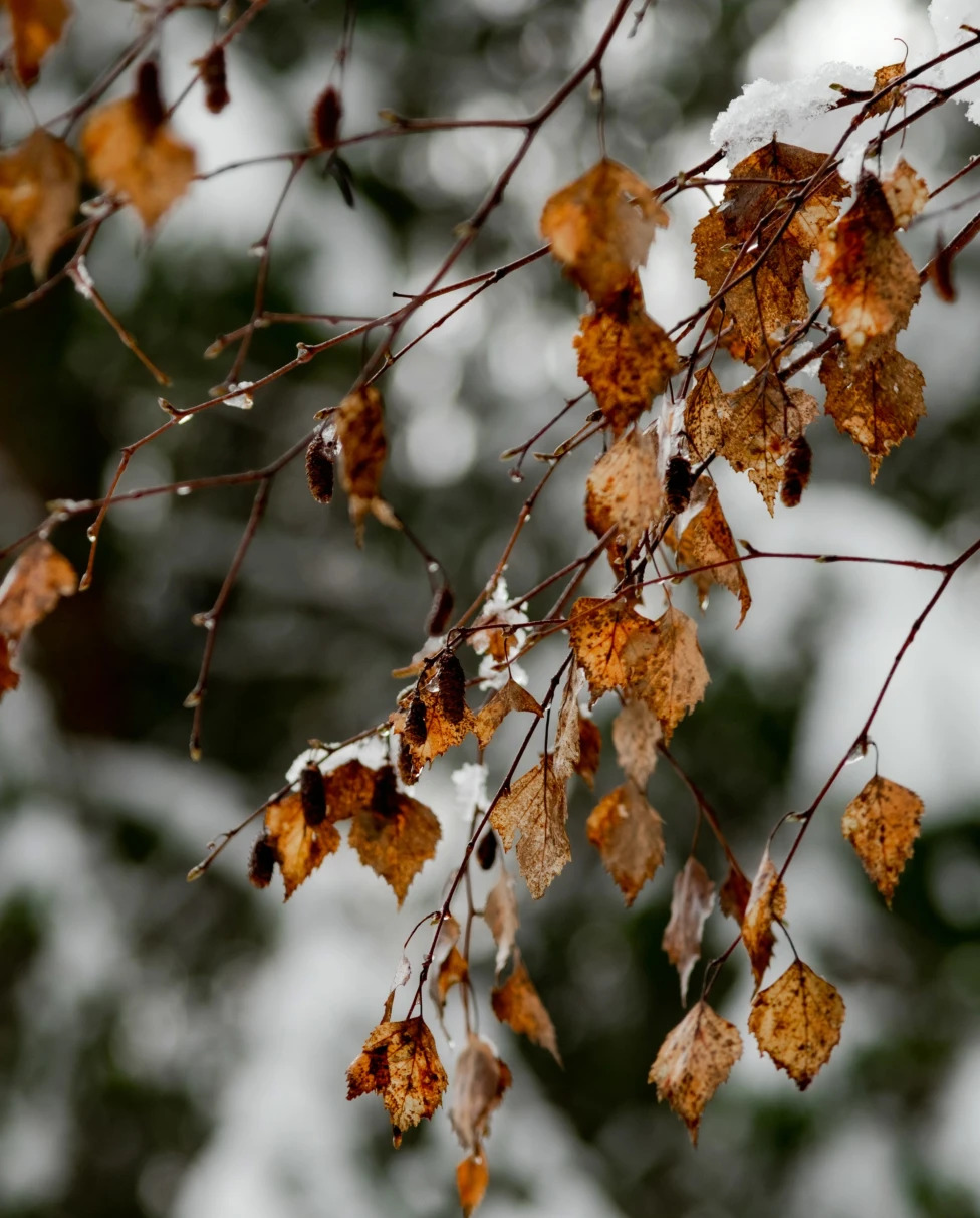 Aspen in November: Events, Activities, and Local Charm